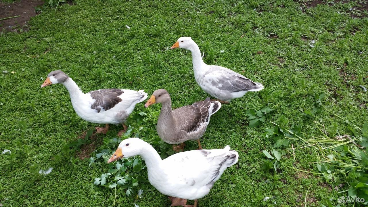 Продам яйцо инкубационное, куры, гуси, утки