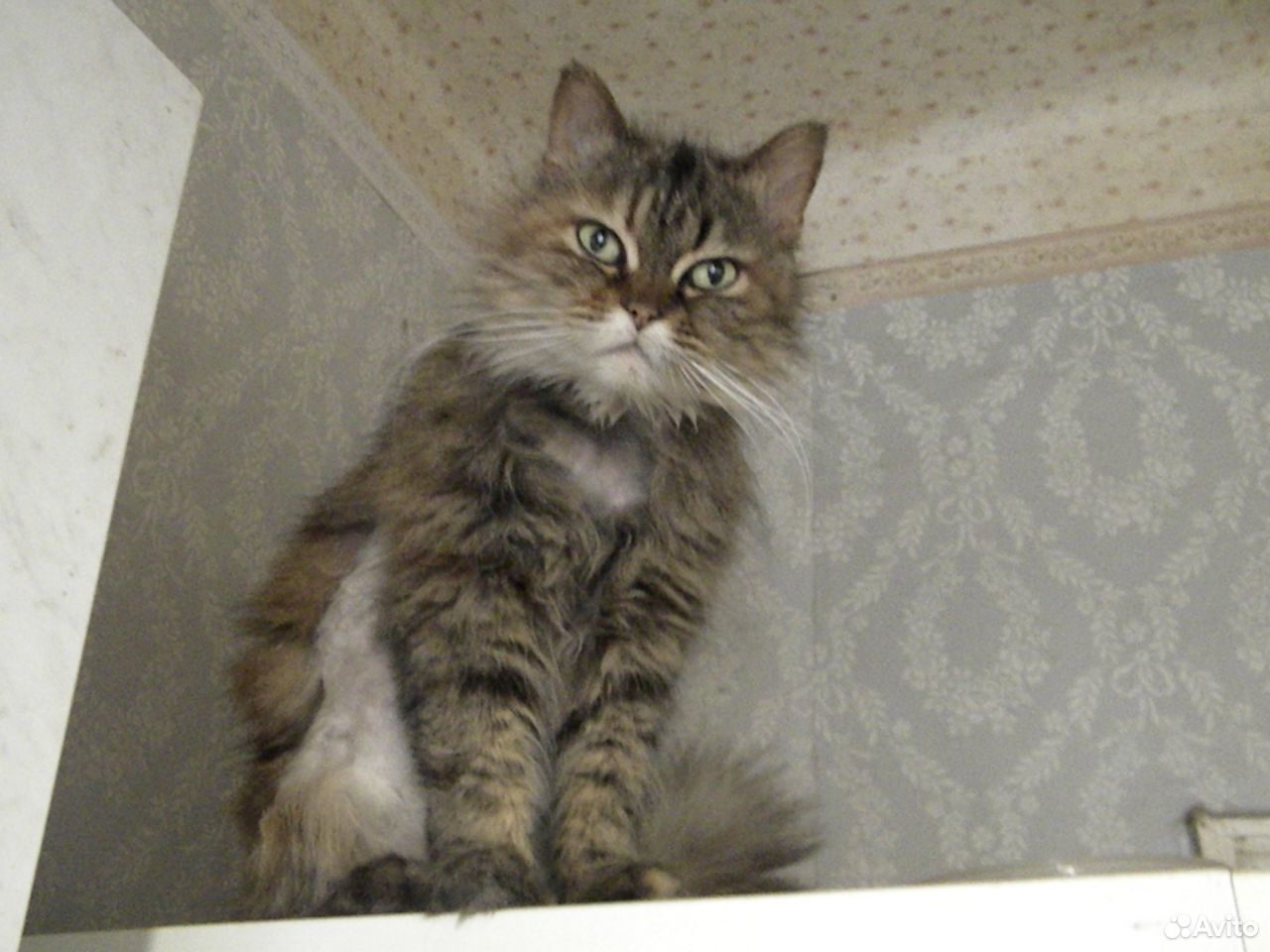 Стерилизованная кошечка персюшка Пуся