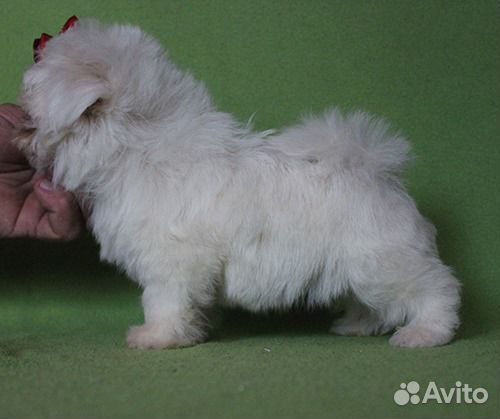 Щенки мальтезе