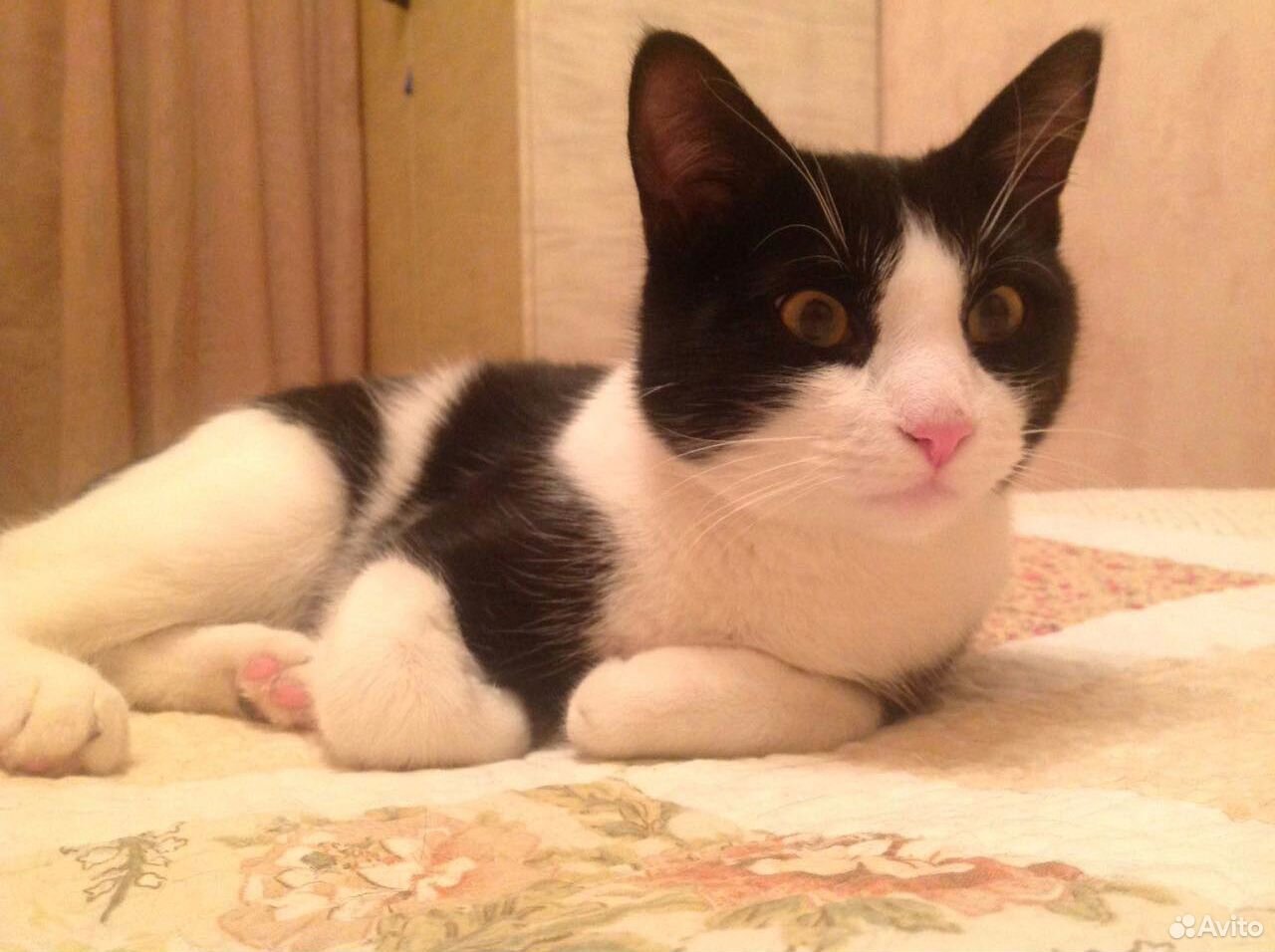 Котик в добрые руки