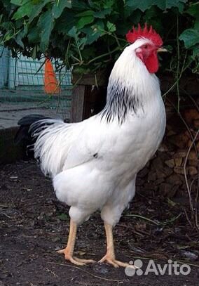 Продаются молодые петушки