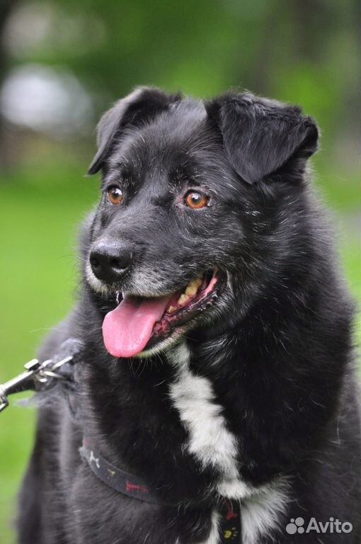 Пес мечтает обрести свой дом