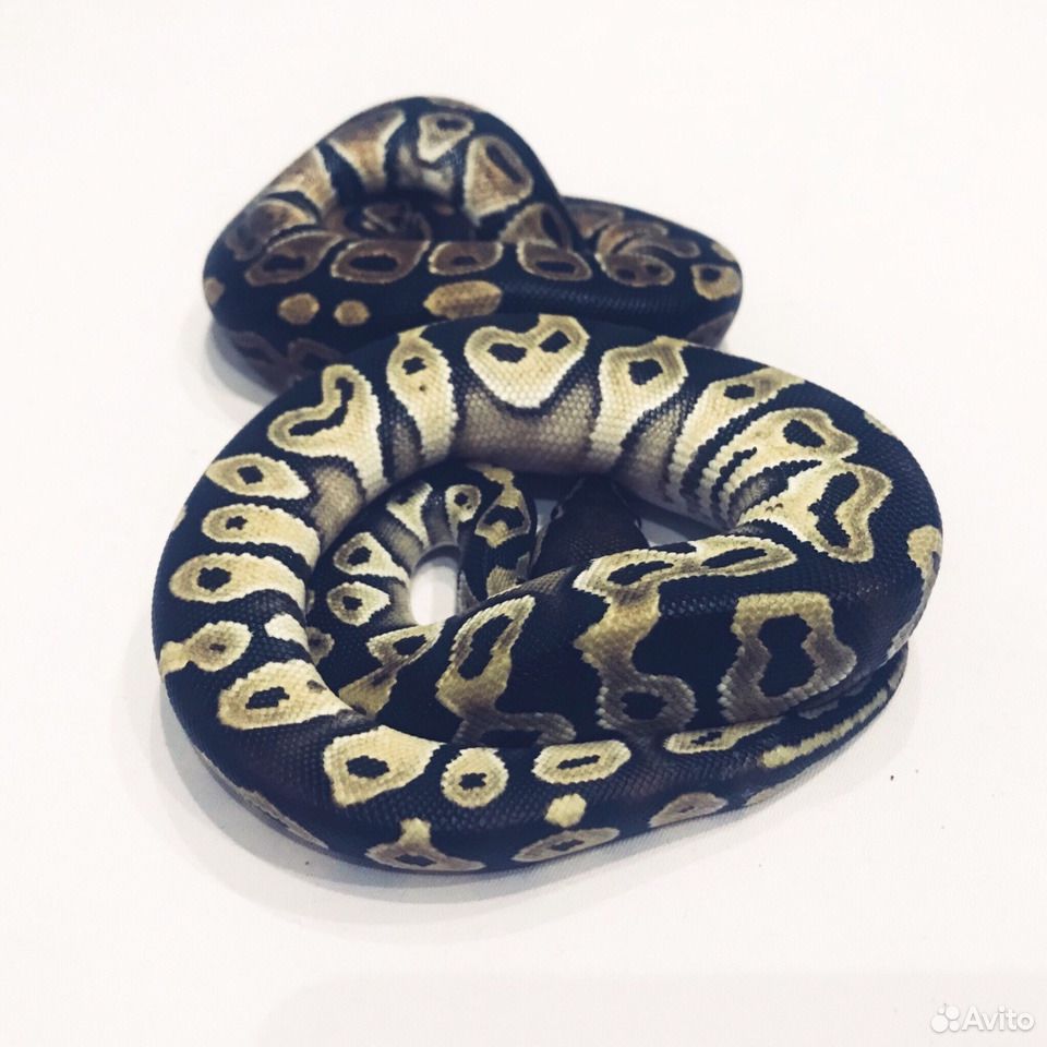 Королевский питон Mojave