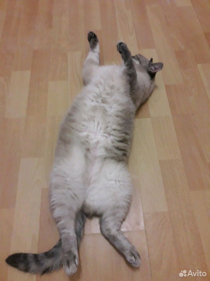 Кот Тихон. В добрые руки