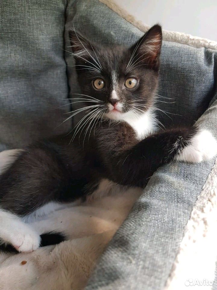 Котенок Бонечка метиска британской 2мес
