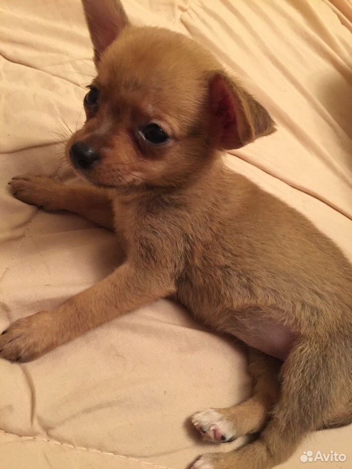 Чихуахуа маленькая лисичка
