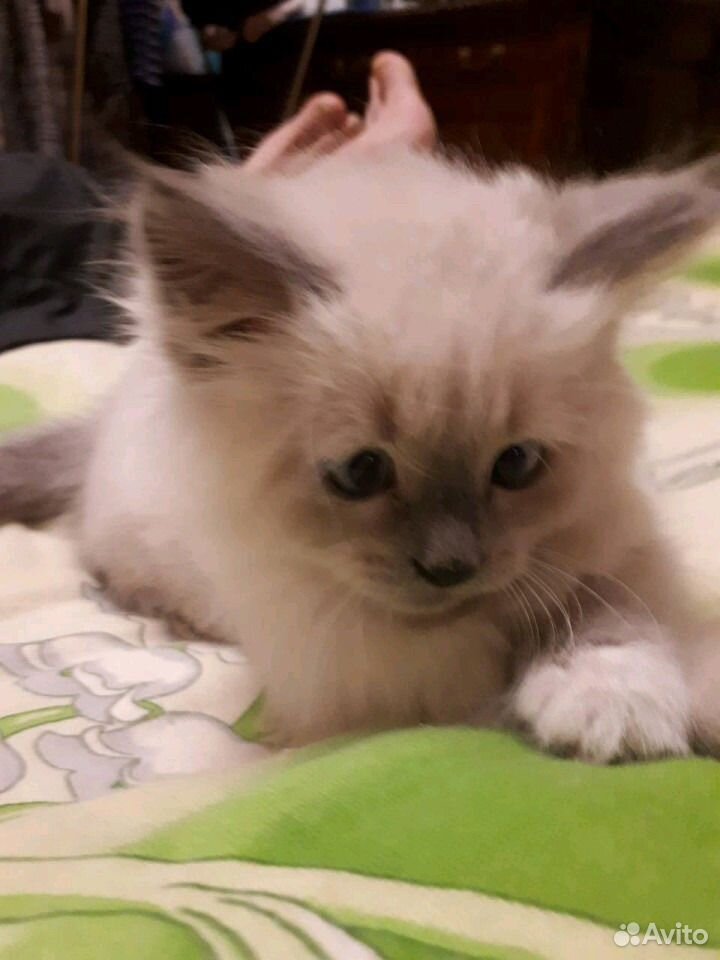 Котенок священая бирма (бирманец)