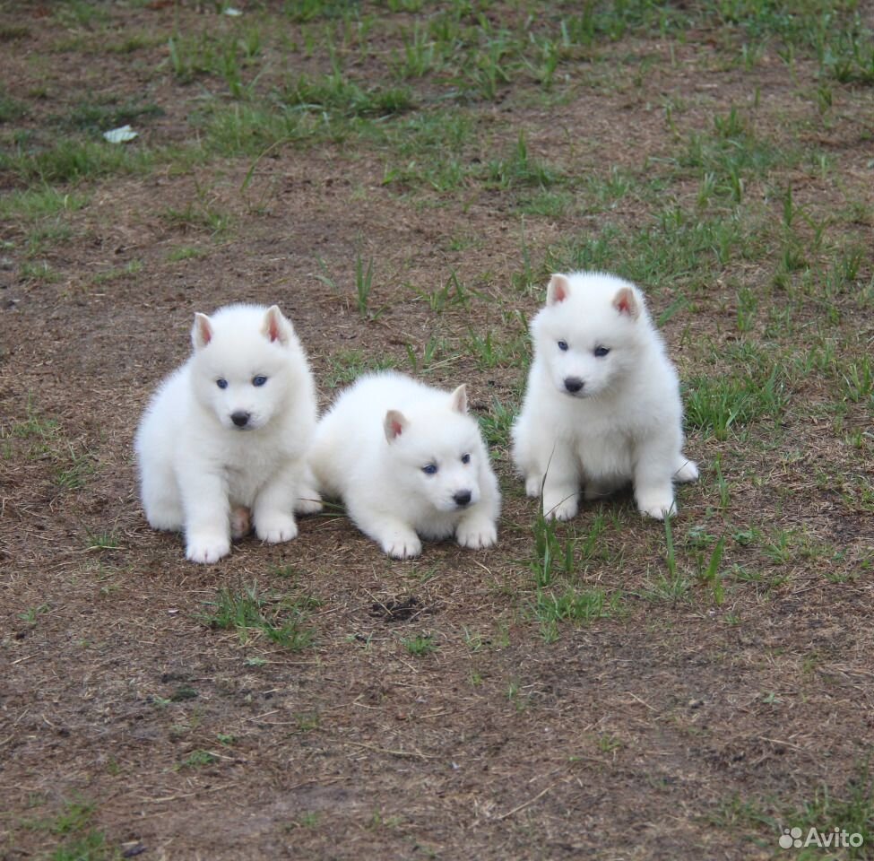 Хаски 2 мальчика и 1 девочка, белые