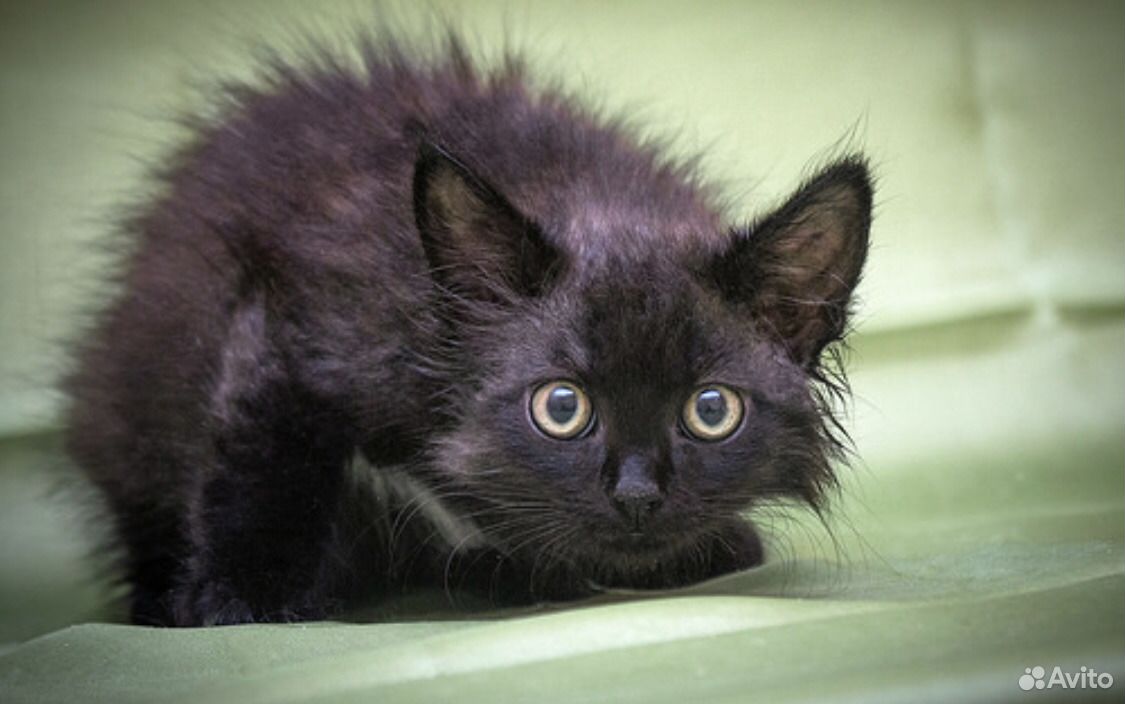 Котенок Чуча в добрые руки