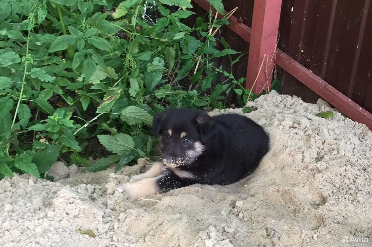 Щенок идёт свой дом