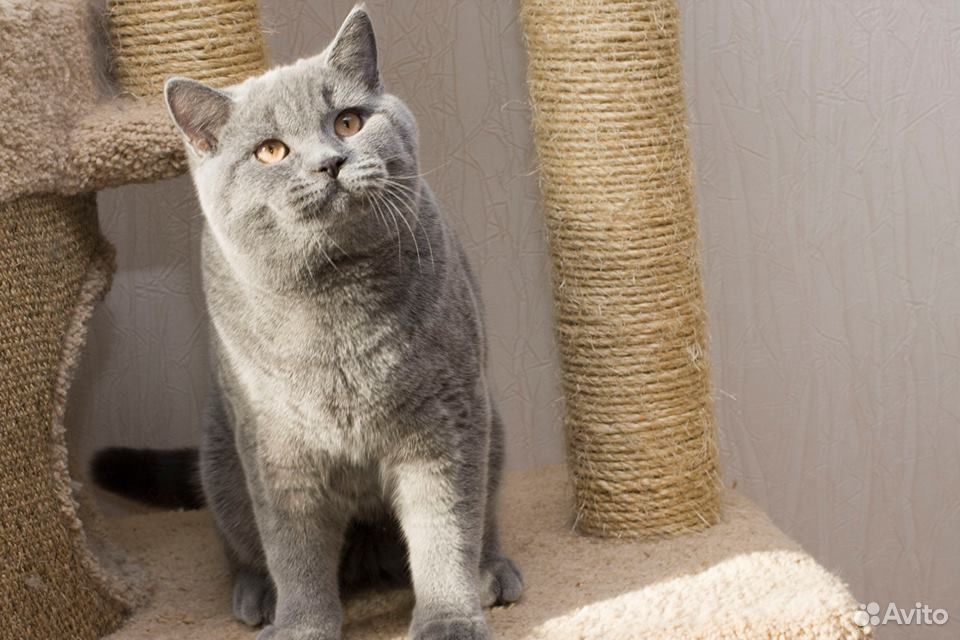 Британский супер кот голубого окраса