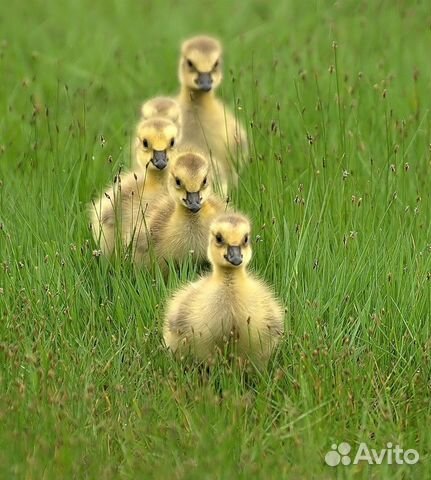 Муларды Гусята Утята Цесарята