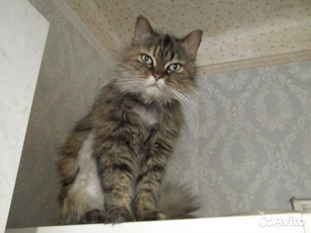 Стерилизованная кошечка персюшка Пуся