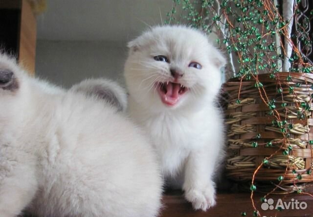 Котик колорный окрас Вест