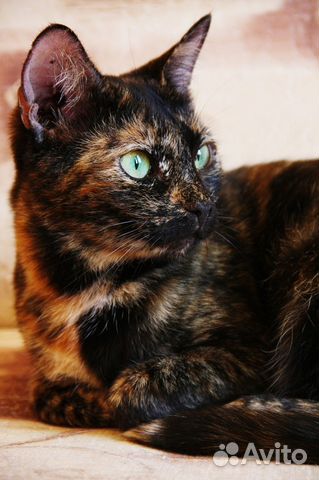 Грациозная Стелла ищет любящих хозяев