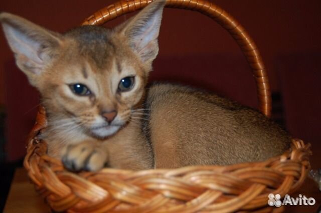 Элитные абиссинские котята