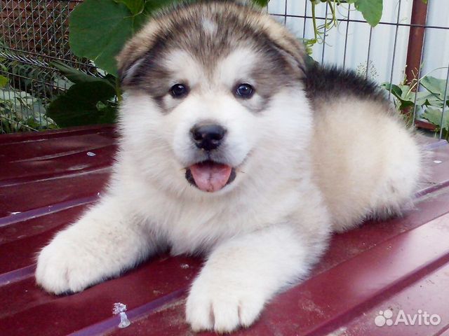 Маламутодетки