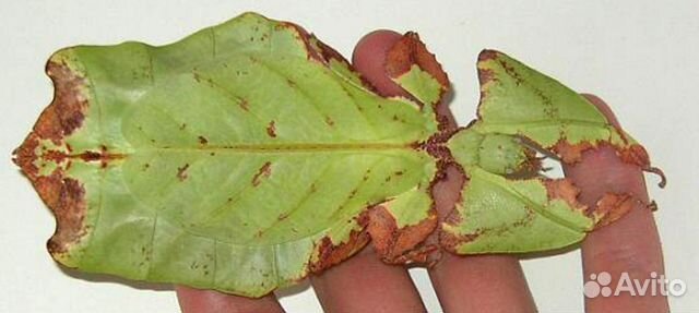 Палочники Листовидка, гетероптерикс, австралийский