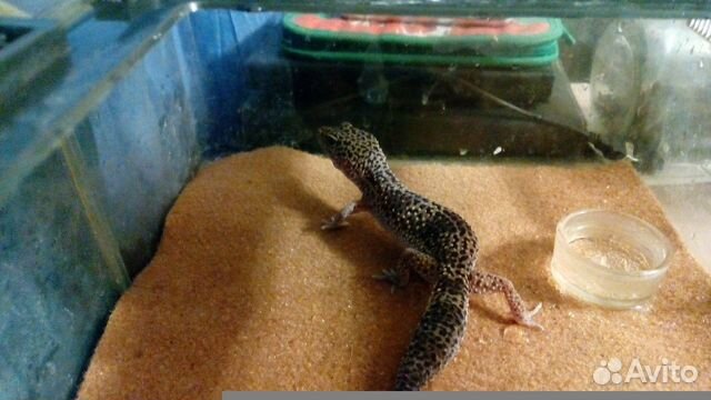 Продаю эублефара вместе с террариумом