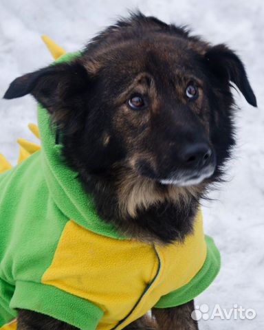 Метис бельгийской овчарки Черри в дар