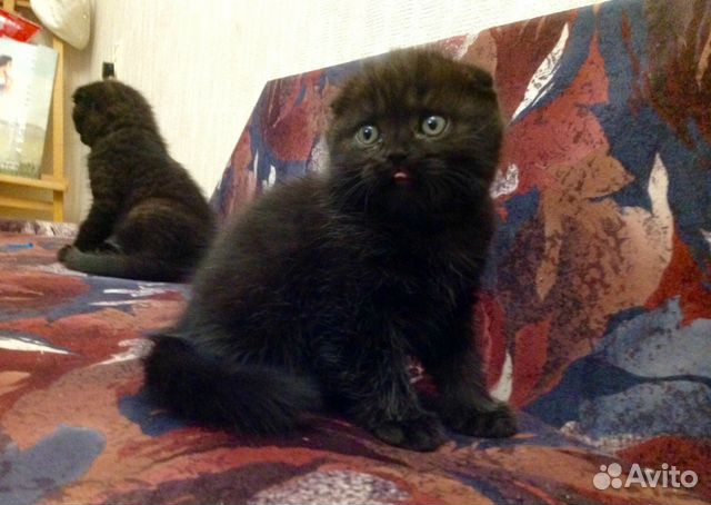 Шотландка вислоухая черного окраса