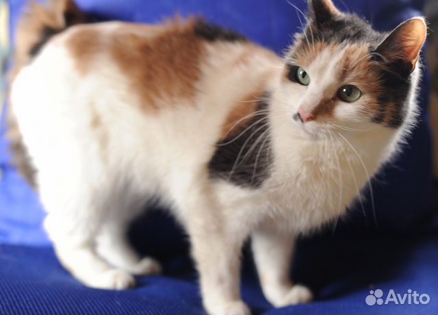 Кошка Вертушка мурчалка в самые добрые руки