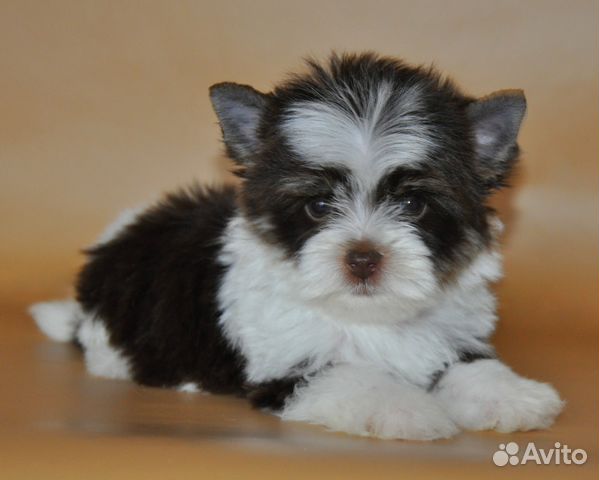 Биро йоркширский терьер, девочка красавица