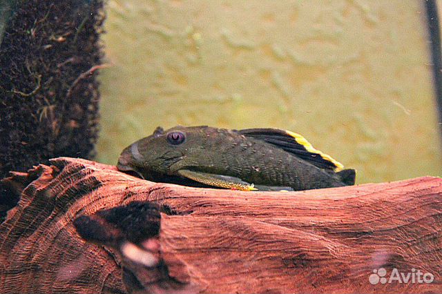 L - 047 Baryancistrus sp