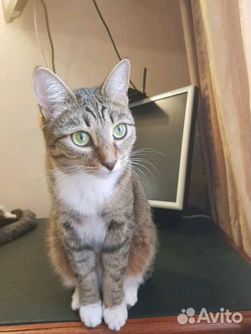 Кошечка Луша терракотовая табби 10мес.стерилизован