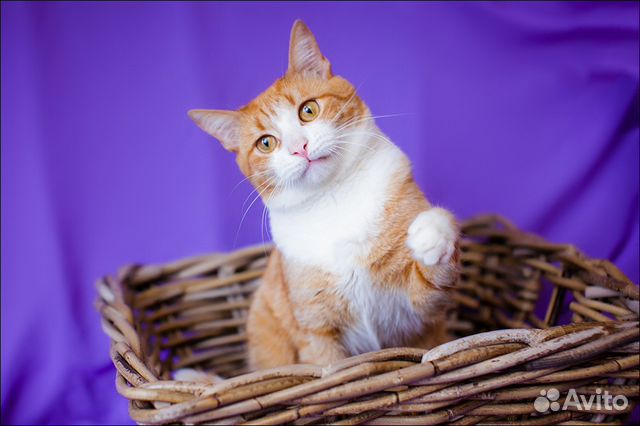 Арсик котенок-подросток