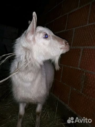 Зааненские козел и коза необычного окраса