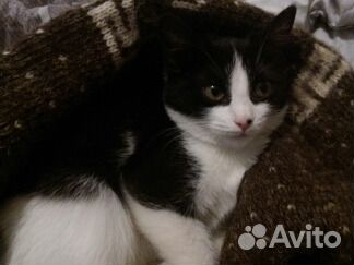 Плюшевая девочка - котенок в добрые руки