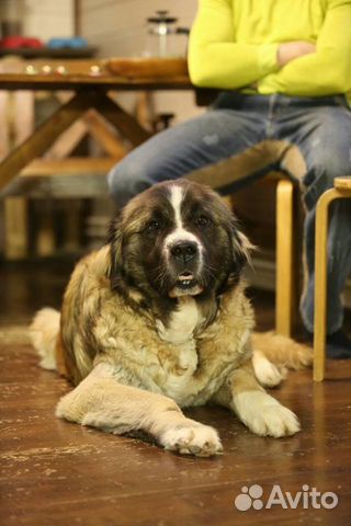 Сима-Серафима красотка в дар