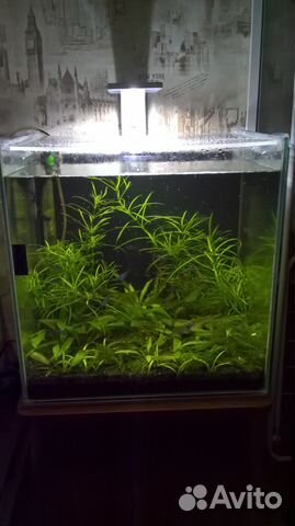Аквариум куб 50л с креветками и неонами