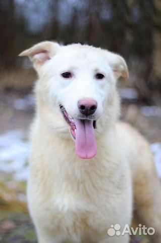 Крупный красивый как белый мишка щенок-подросток