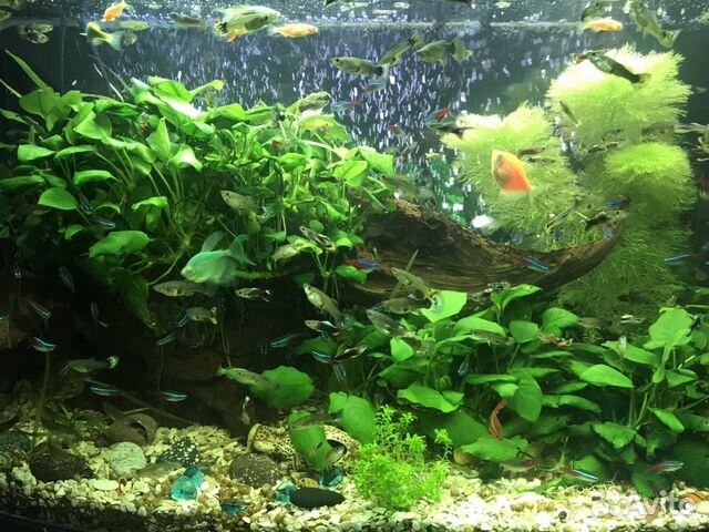 Анубис нано