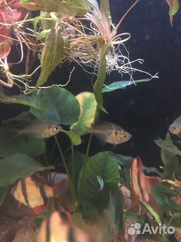 Стеклянный окунь