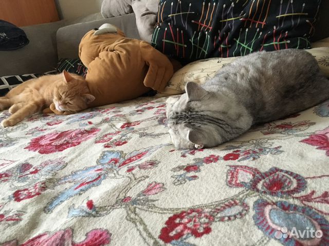 Коты в добрые руки