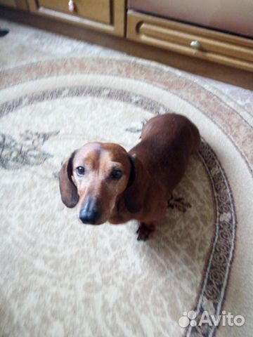 Такса потеряшка с марьино