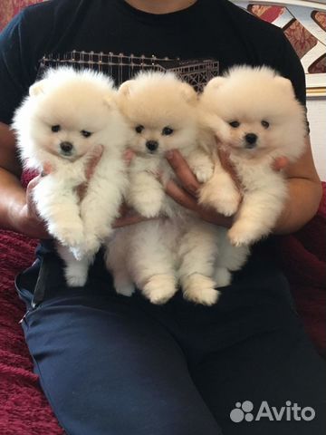 Белый и айс кремовые шпицули