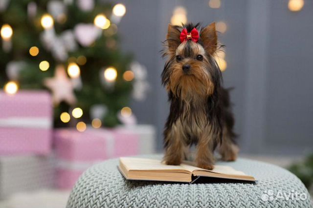 Малышка Йорочка по кличке Мышка. 08/08/2017