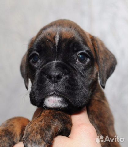 Щенки боксера продаются