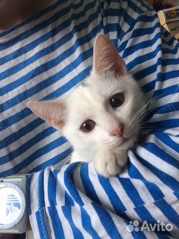 Ангорские котята 8 месяцев