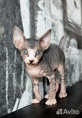 Котята Канадский сфинкс 2 мес