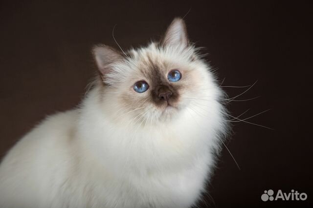 Бирманские котята (Священная бирма)