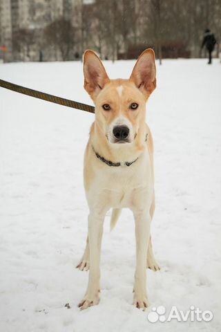 Беляшик ищет хозяина, дадим приданое