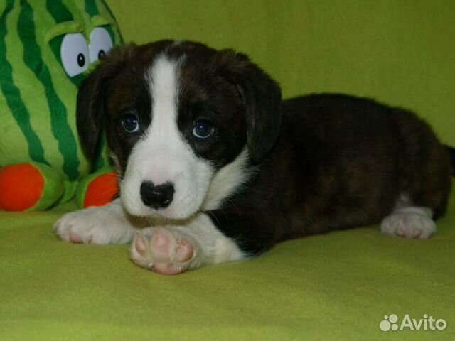 Очаровашка вельш корги кардиган