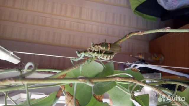 Богомол живой, цветочный, creobroter