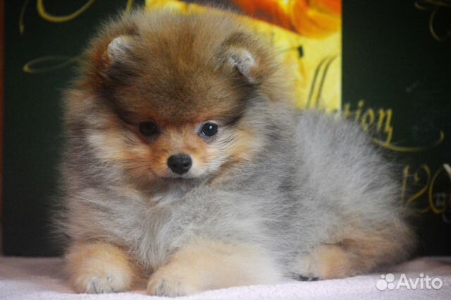 Красавчик Билли