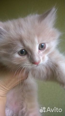 Персиковый котик